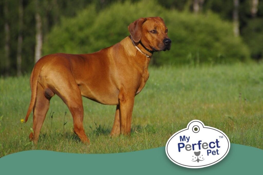 10 Benefits of Lightly Cooked Food for Dogs - My Perfect Pet - Gently ...