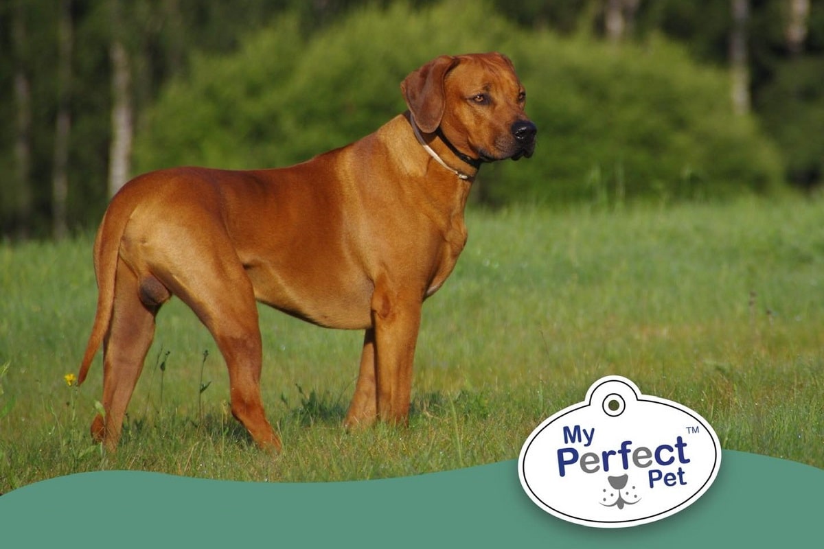 10 Benefits of Lightly Cooked Food for Dogs - My Perfect Pet - Gently ...