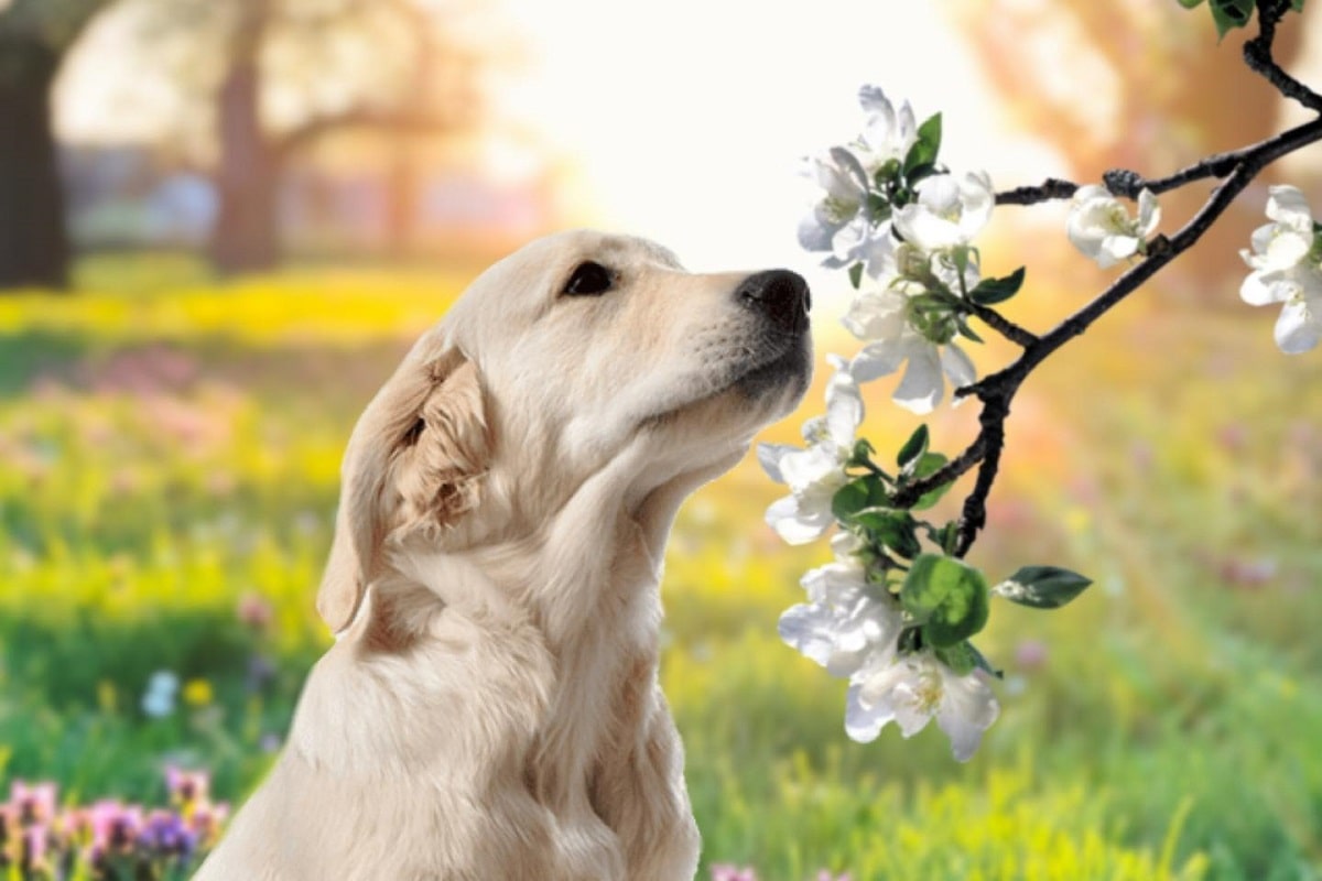 4 Reasons Fresh Dog Food Will Make Your Vet Happy - My Perfect Pet ...