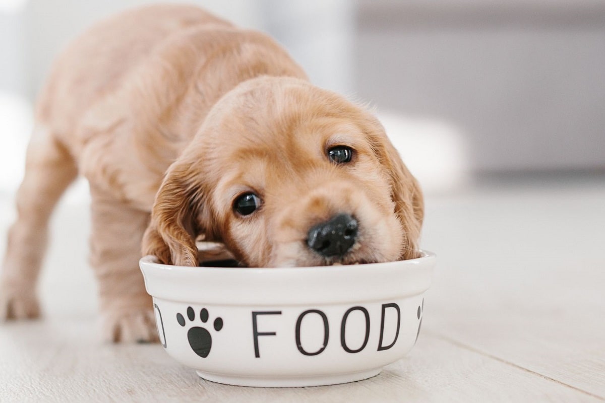 Is Your Dog a Picky Eater? 4 Helpful Nutrition Tips - My Perfect Pet ...