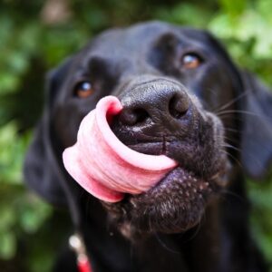 Delivery Information - My Perfect Pet - Gently Cooked Pet Food